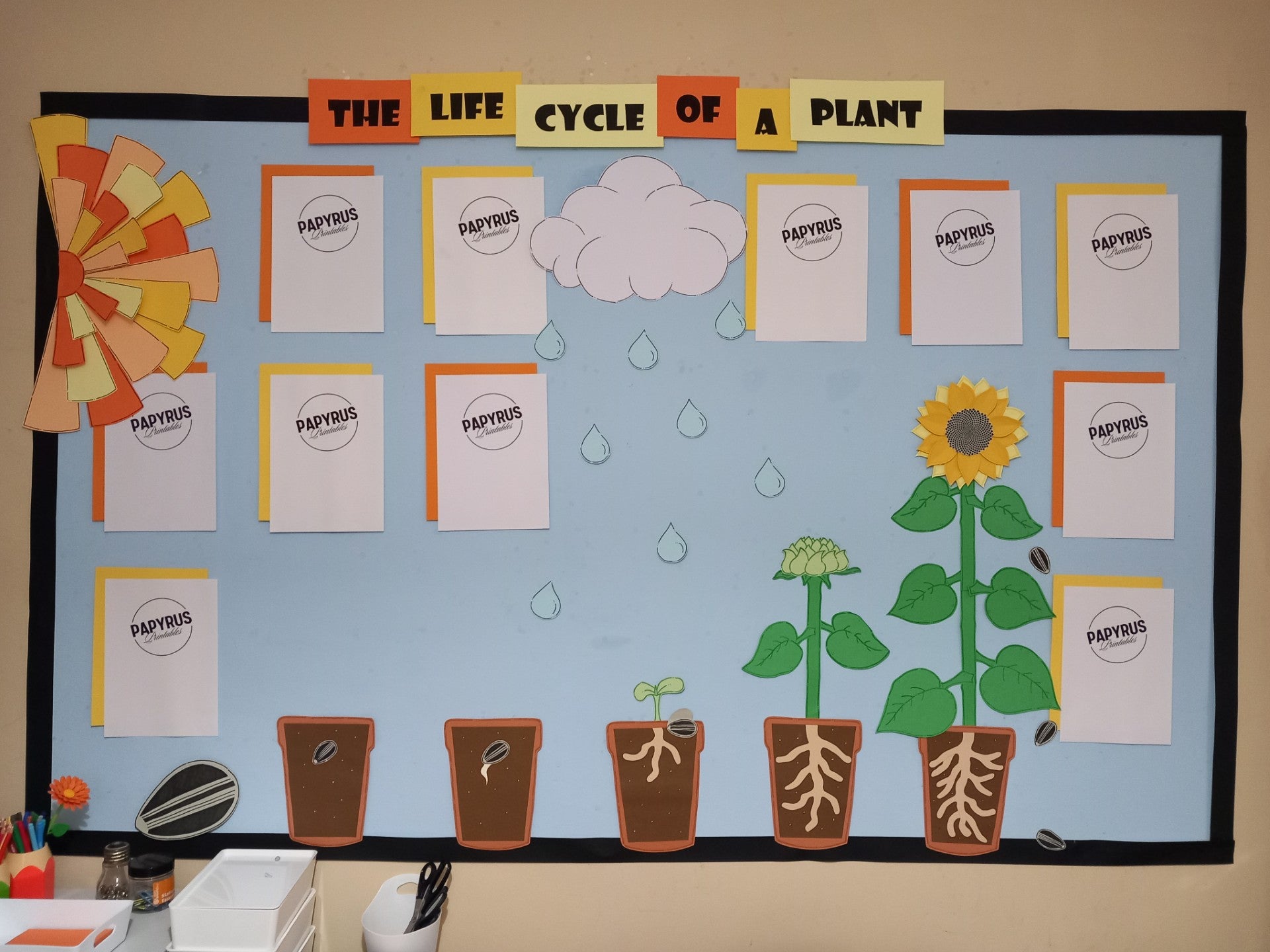 Life Cycle of a Plant Display – Papyrus Prinatbles